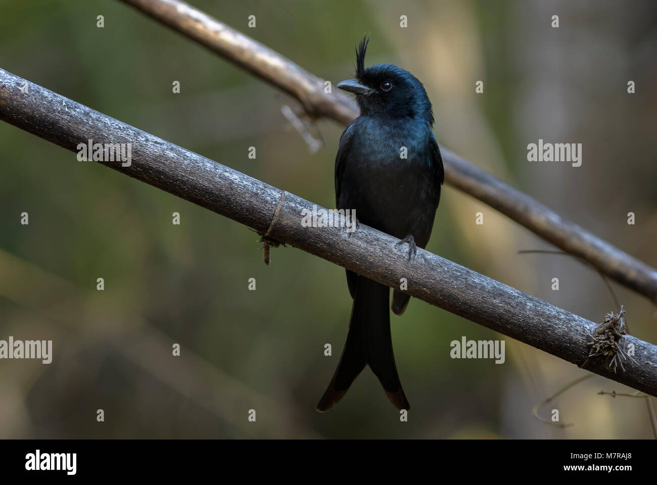 Crested Drongo - Dicrurus forficatus, beautiful black crested bird ...