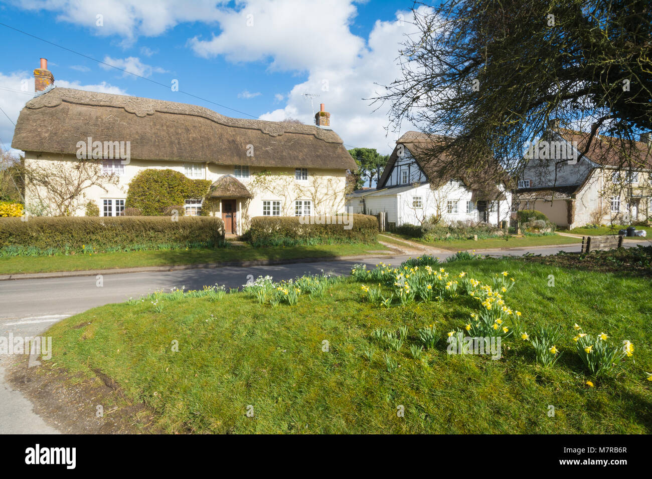 Charming thatched cottages and daffodils in Martin village in Hampshire ...