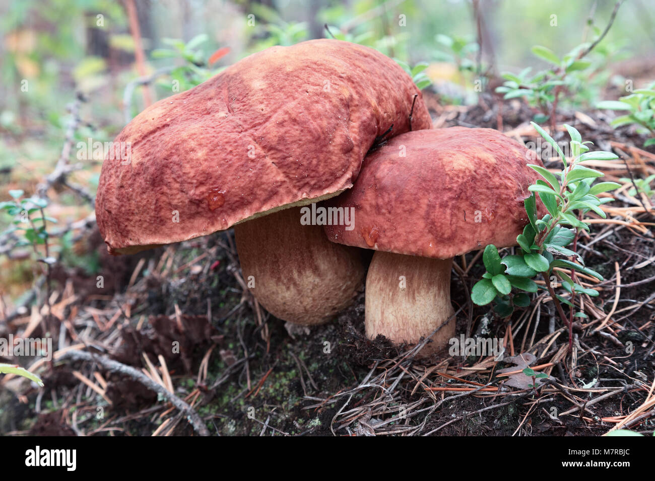 boletus cep mushroom in a forest Stock Photo - Alamy