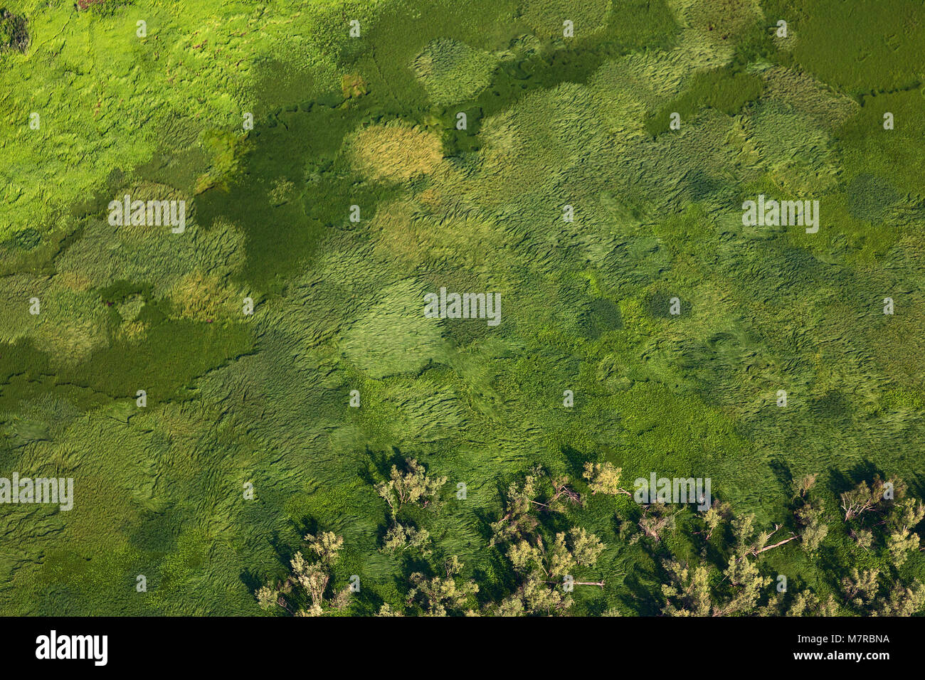 Top view of meadow in marshy in summer Stock Photo - Alamy