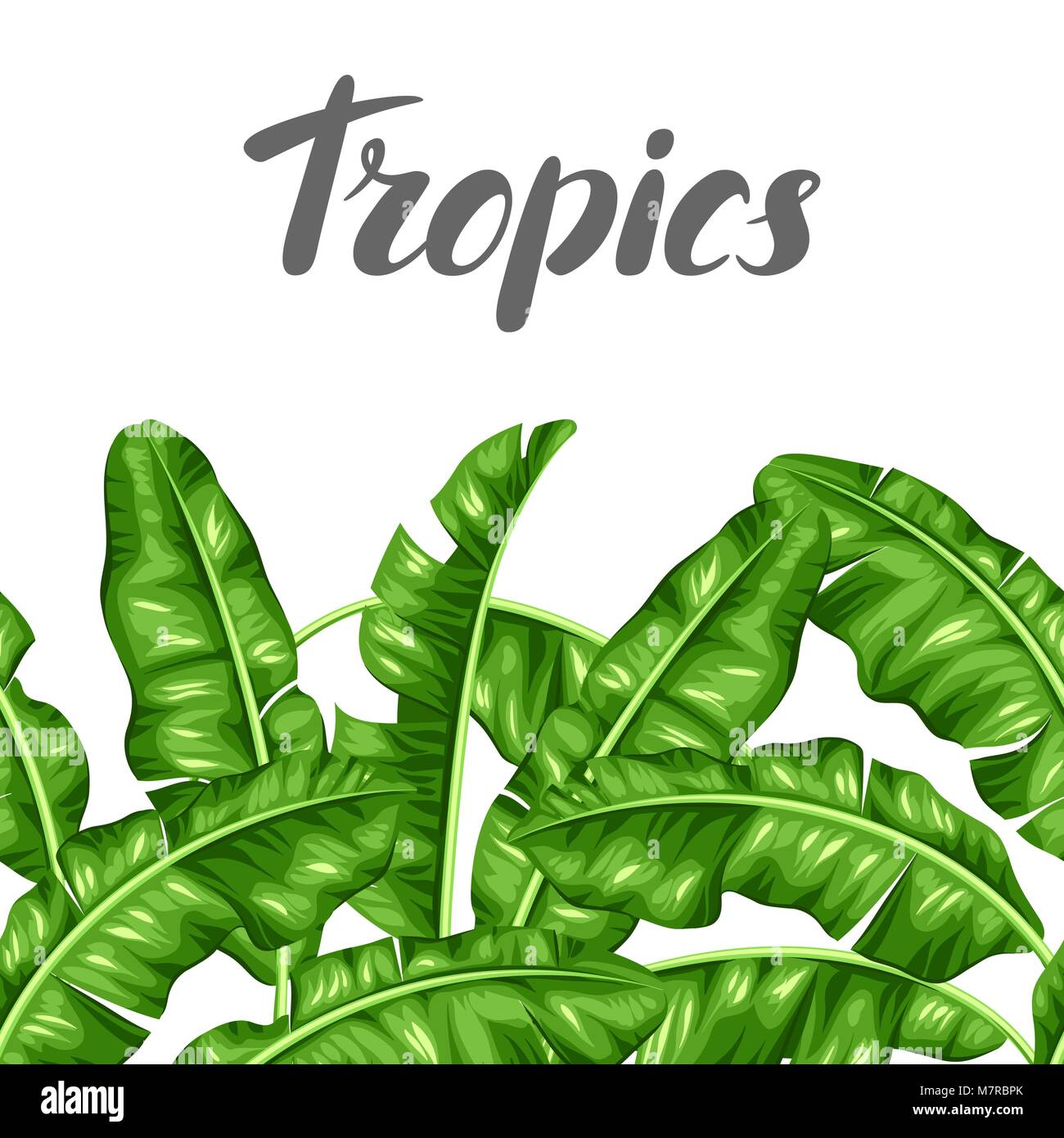 Seamless border with banana leaves. Image of decorative tropical ...
