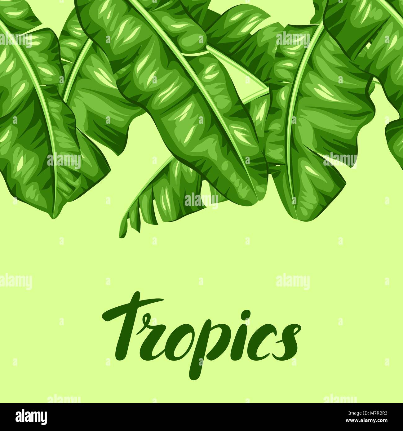 Seamless border with banana leaves. Image of decorative tropical ...