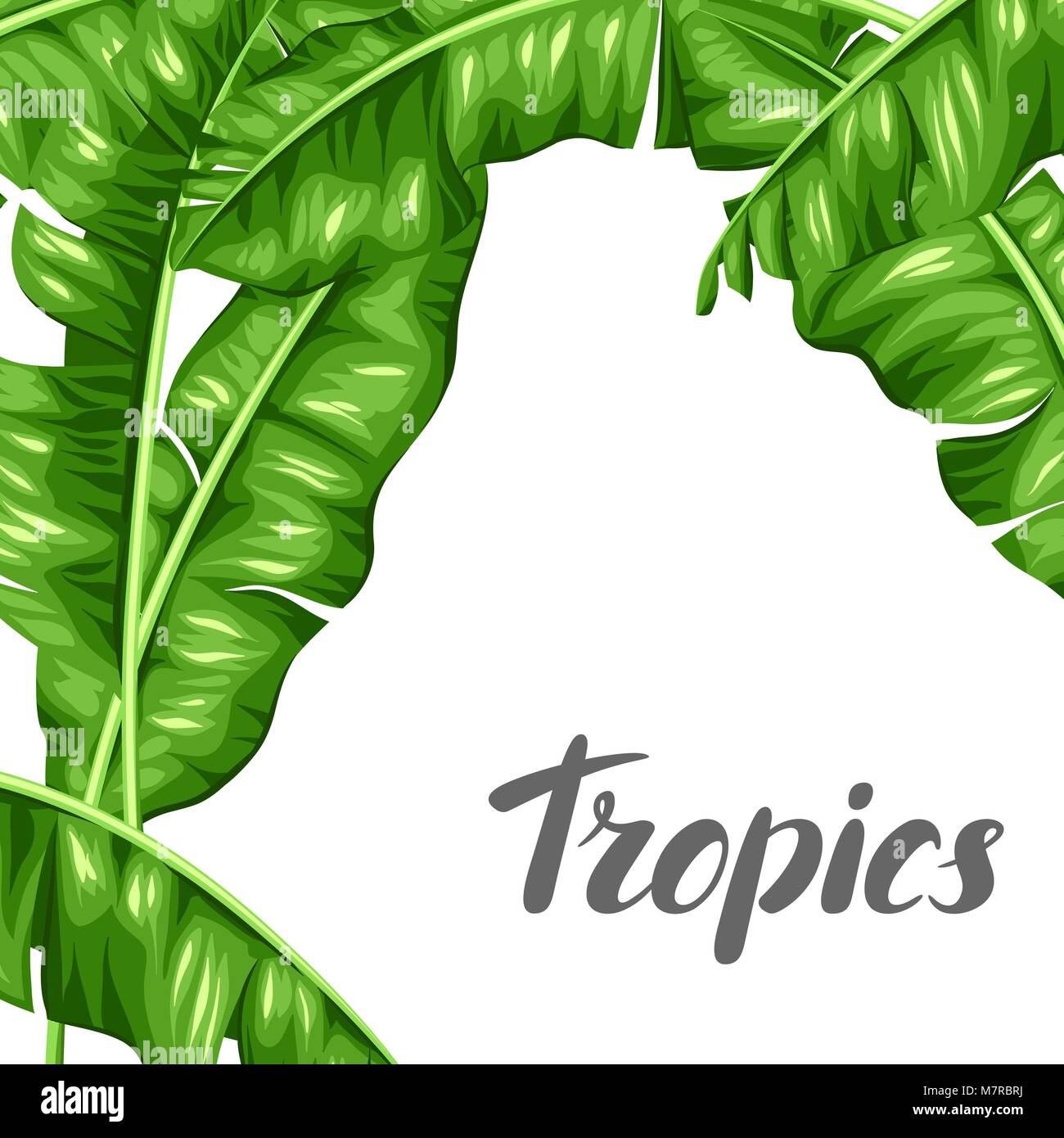 Background with banana leaves. Image of decorative tropical foliage ...