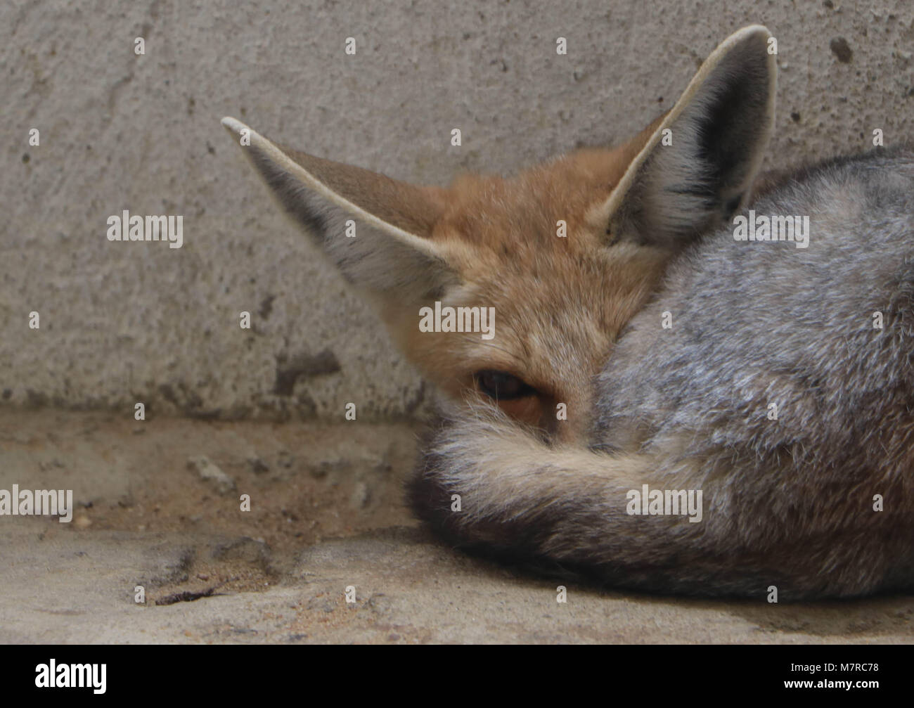 Egyptianwolf hi-res stock photography and images - Alamy