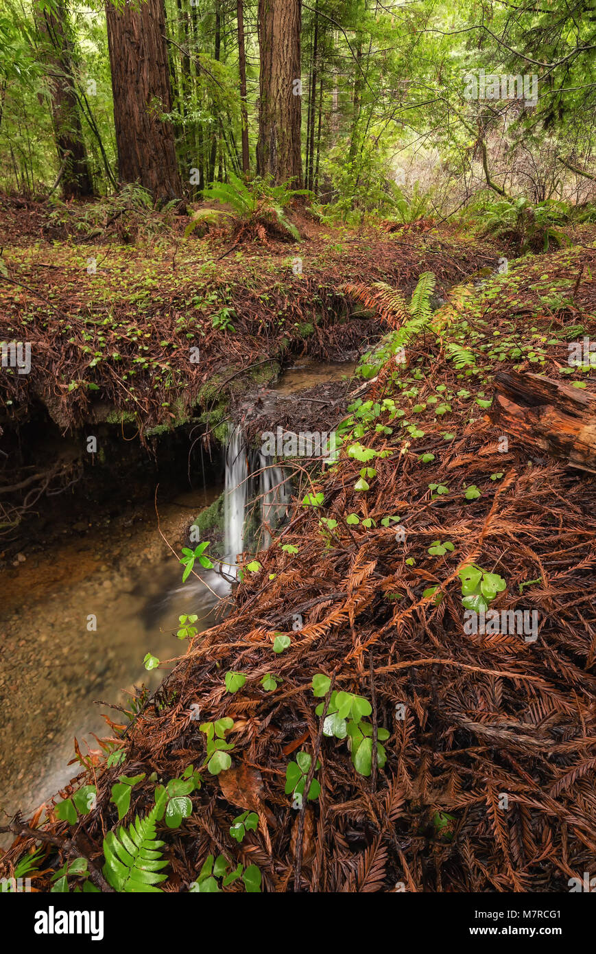 A waterfall in the mountains of Northern California. Color image, day ...