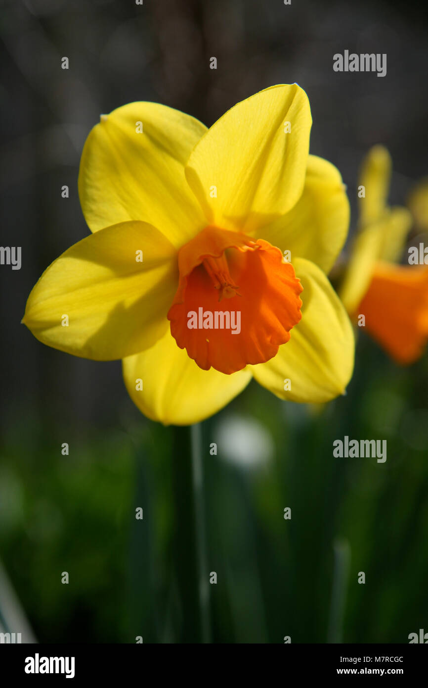Narcissus Jetfire Garden High Resolution Stock Photography and Images ...