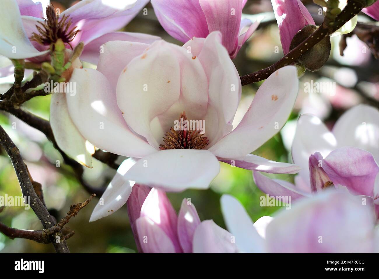 Magnolia flower with stamens and carpels Stock Photo - Alamy