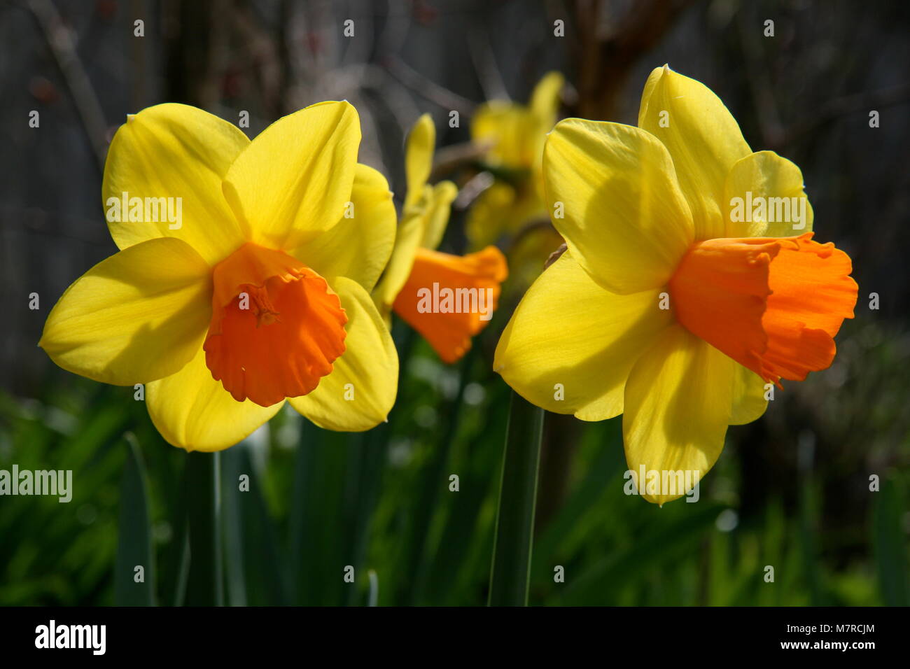Narcissus cyclamineus jetfire hi-res stock photography and images - Alamy