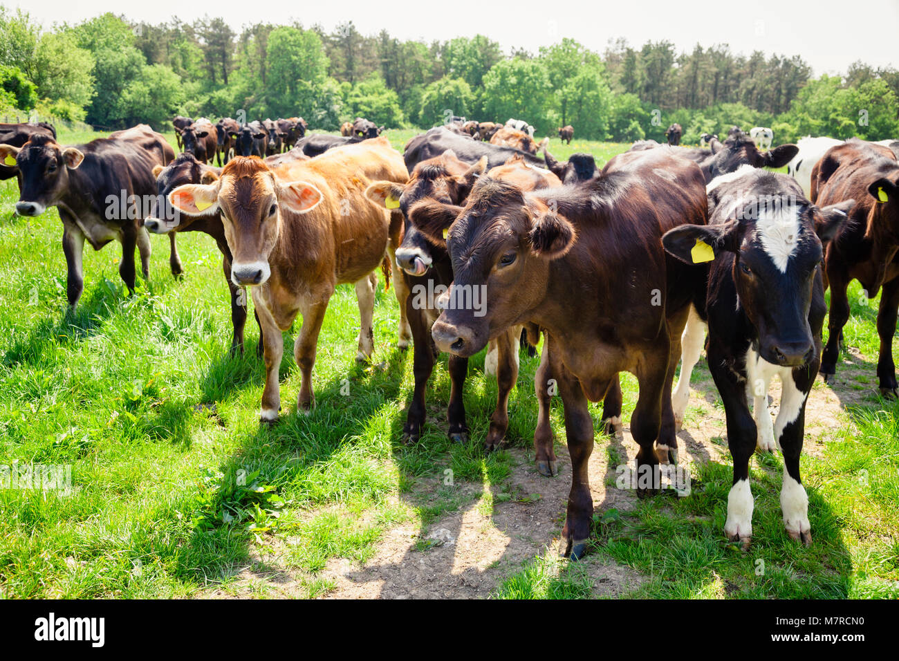 Breed Of Dairy Cattle Stock Photos & Breed Of Dairy Cattle Stock Images ...