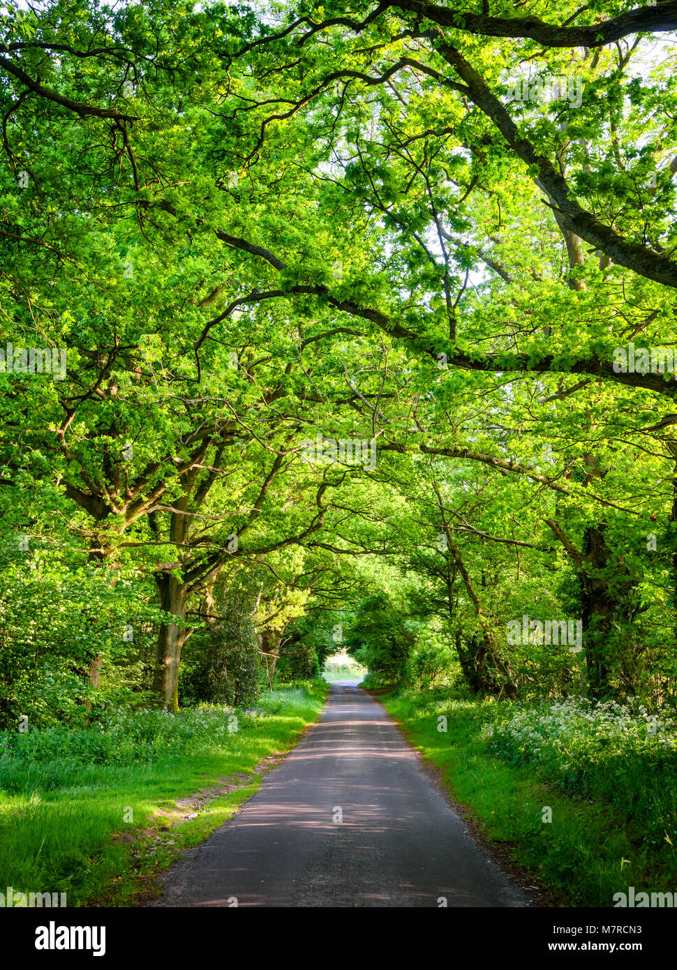 Tree tunnel england hi-res stock photography and images - Alamy