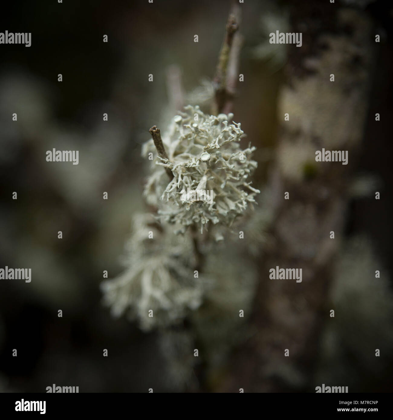 Lichen On Twig High Resolution Stock Photography and Images - Alamy