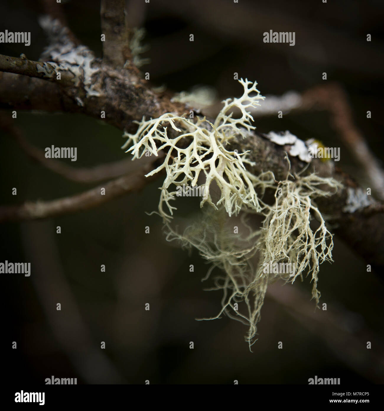 Lichen on twig hi-res stock photography and images - Alamy