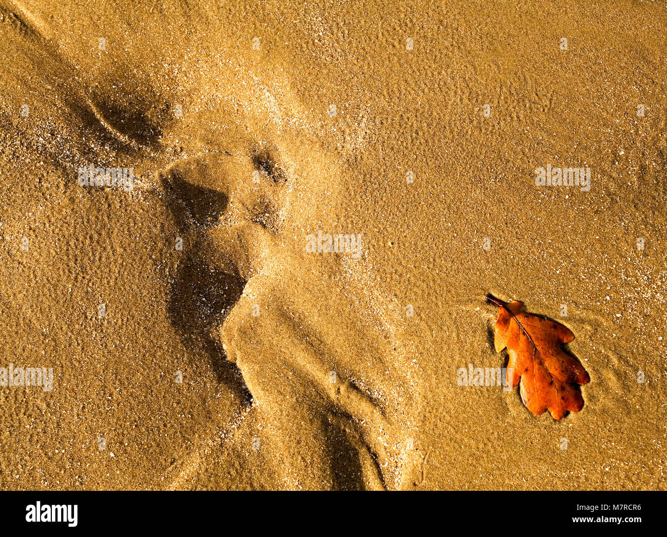 Oak beach hi-res stock photography and images - Alamy