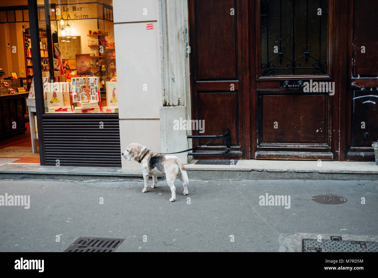 Dog waiting for its owner Stock Photo - Alamy