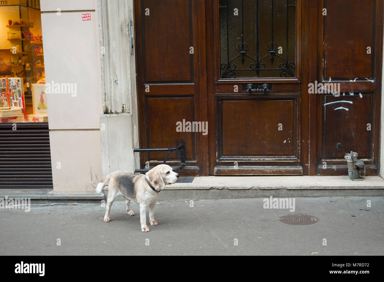 Dog waiting for its owner Stock Photo - Alamy