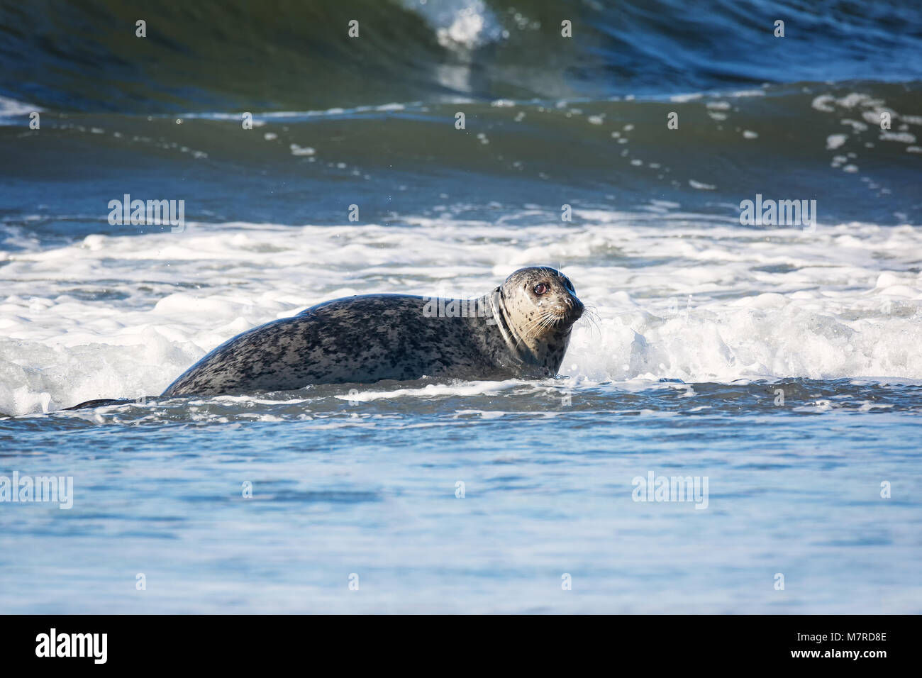 A seal looks on from the beach with waves in the background Stock Photo ...
