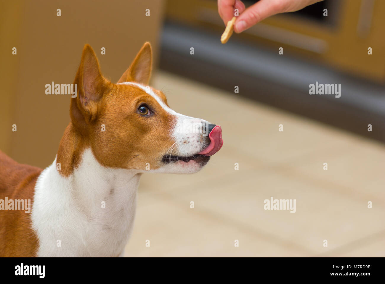 Licking basenji is ready to eat morsel of tasty cookie from master's ...