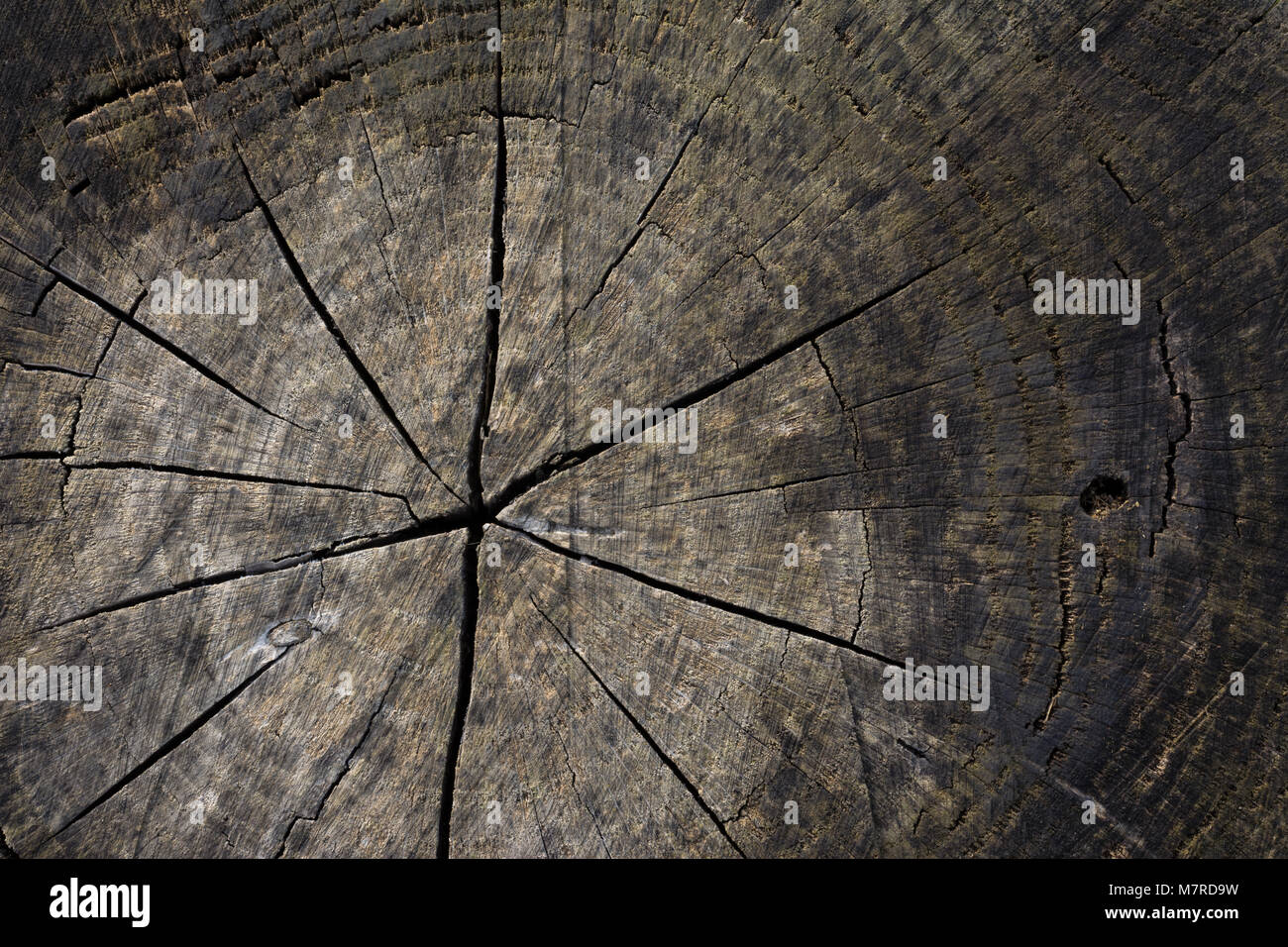 Tree stump log hi-res stock photography and images - Alamy