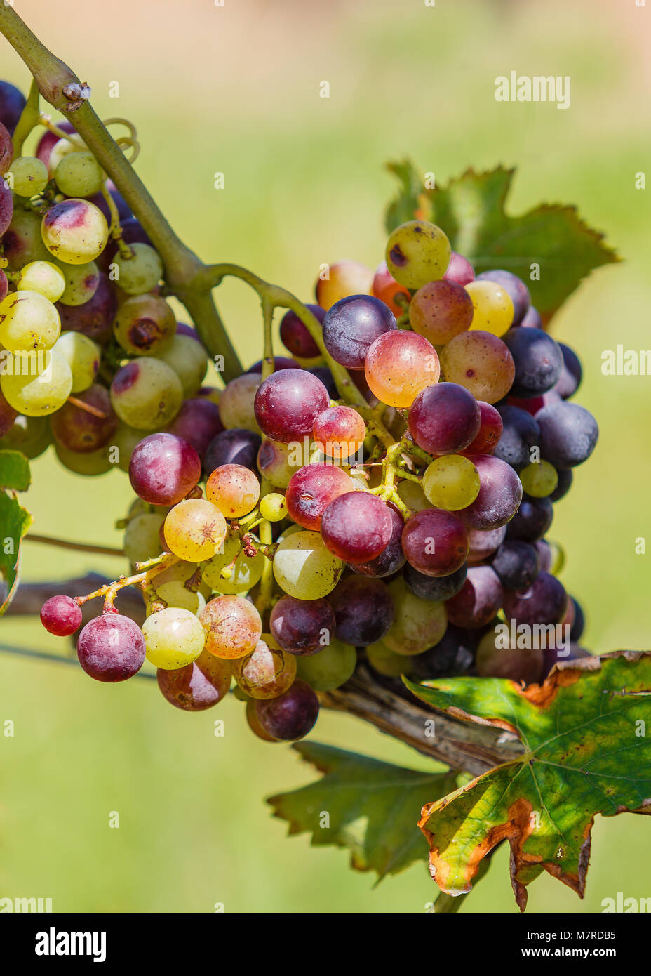 Cluster of Wine Grapes Closeup Stock Photo - Alamy