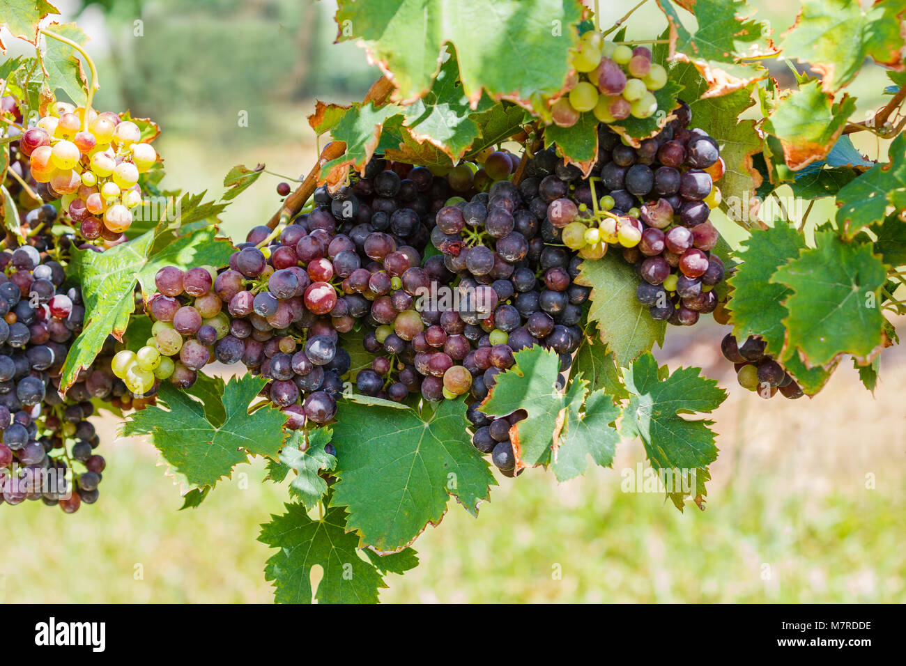 Cluster of Wine Grapes Closeup Stock Photo - Alamy