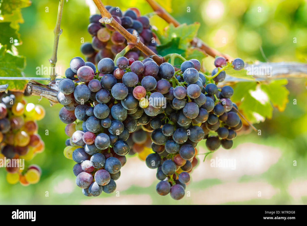 Cluster of Wine Grapes Closeup Stock Photo - Alamy