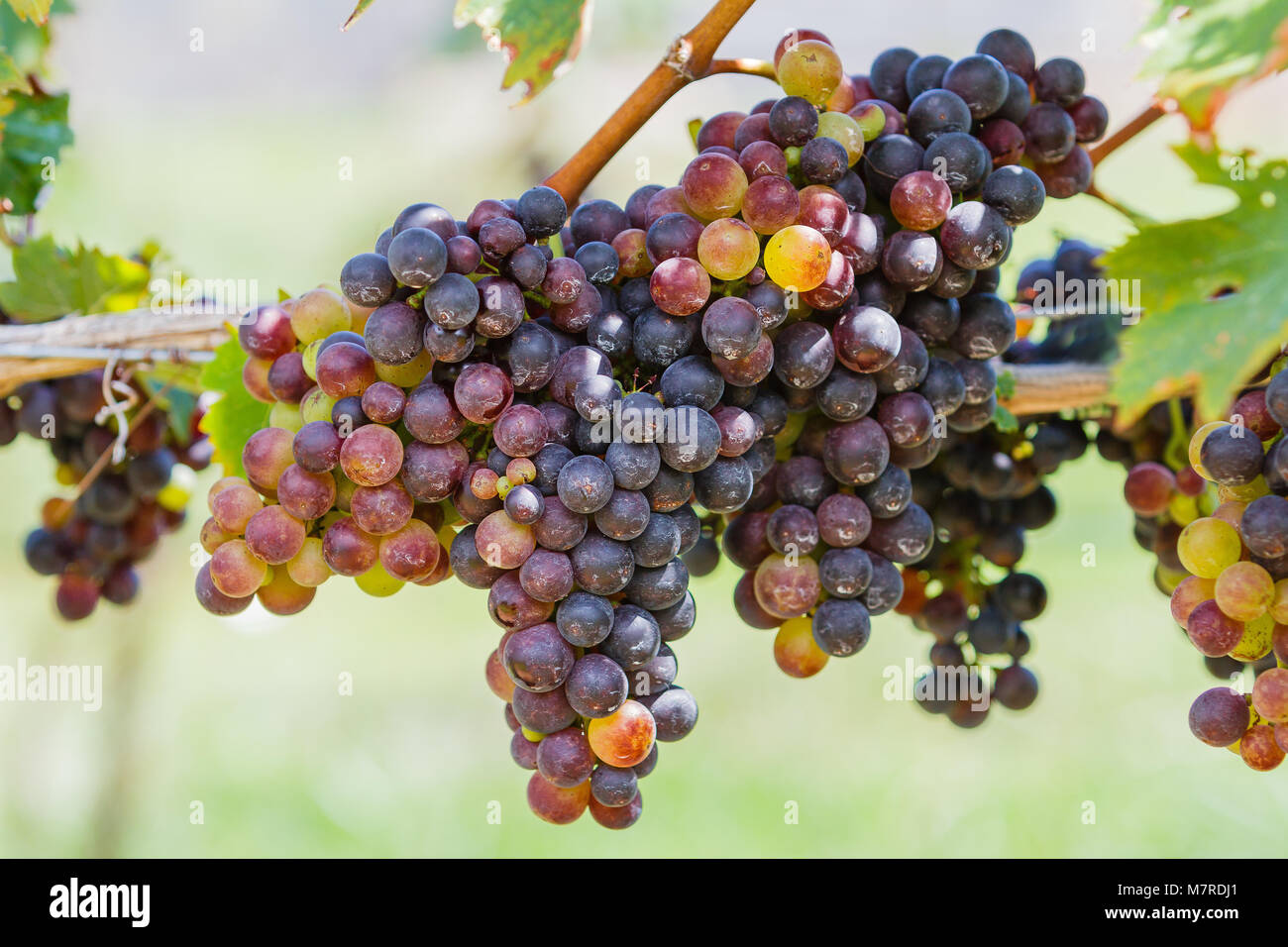 Cluster of Wine Grapes Closeup Stock Photo - Alamy