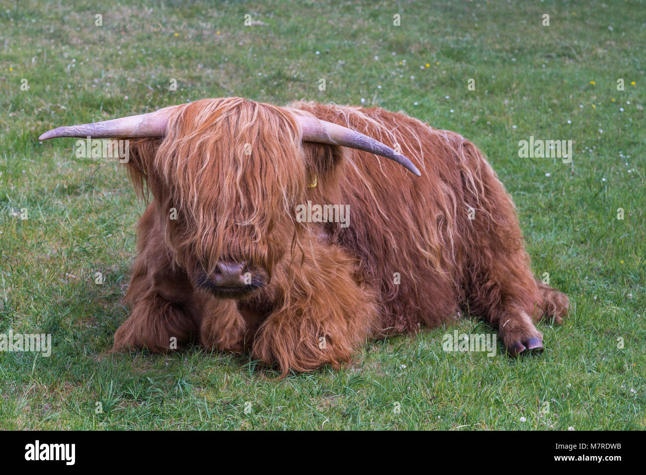 Melvaig, Scotland - June 9, 2012: Closeup of Lying young red Highland ...