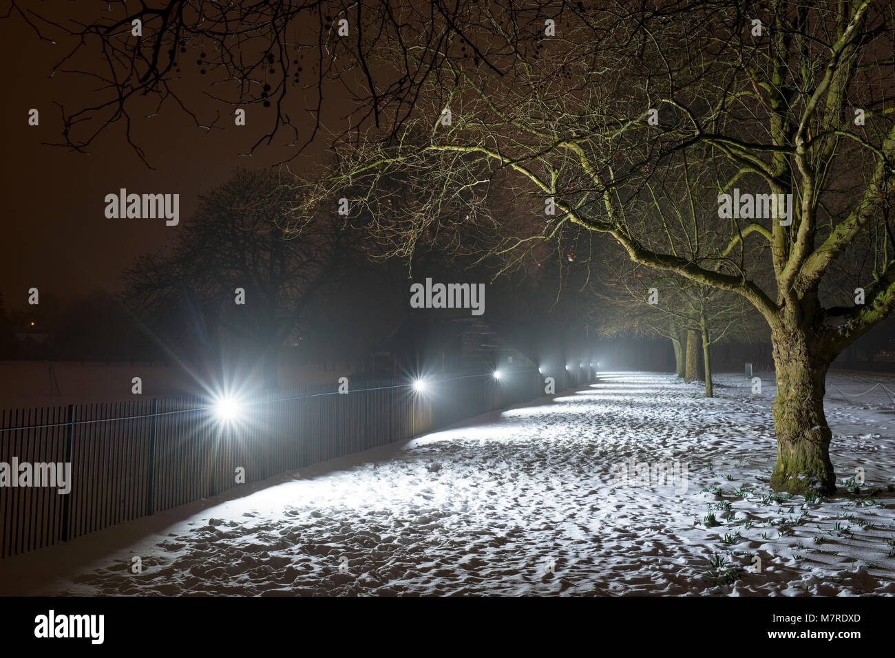 Winter trees along broad walk in the snow early morning before dawn ...