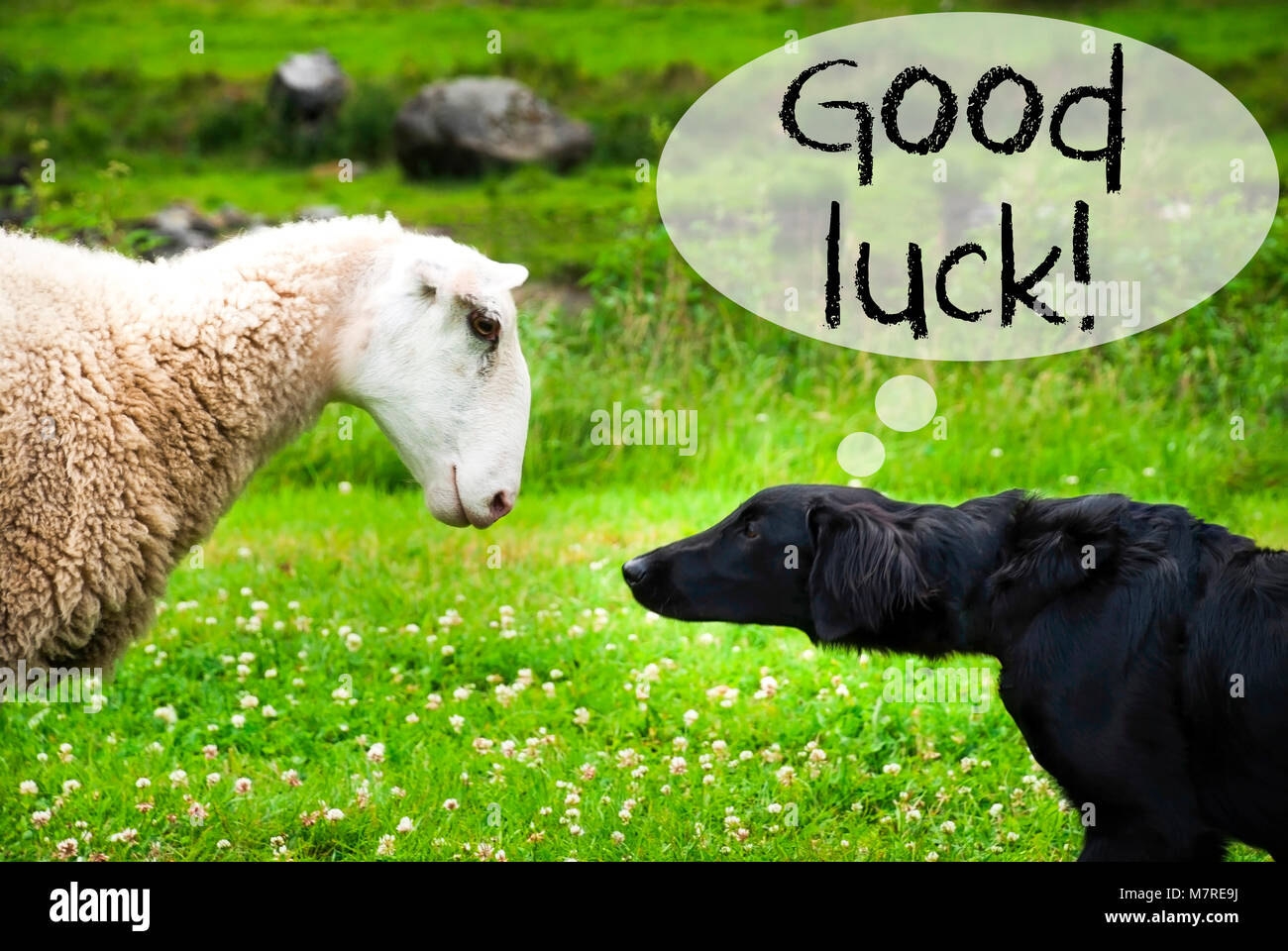 Dog Meets Sheep, Text Good Luck Stock Photo - Alamy