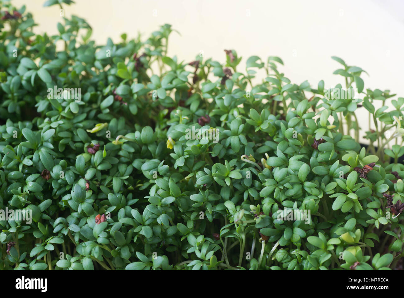 Cress leaves hi-res stock photography and images - Alamy
