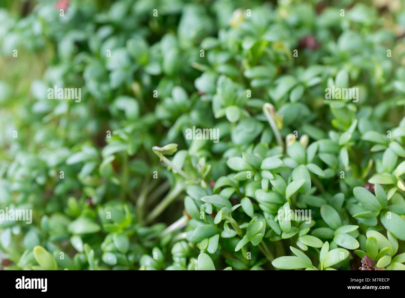 Cress botanical hi-res stock photography and images - Alamy