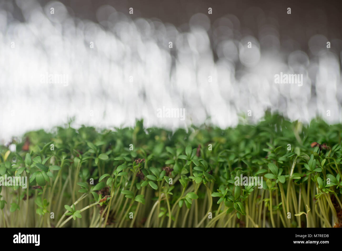 fresh green cress leaves macro Stock Photo - Alamy