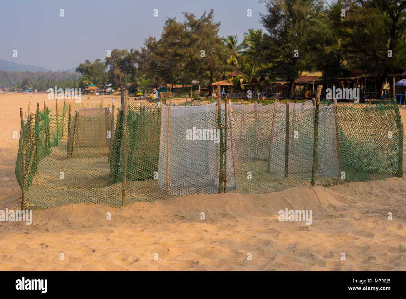 Olive ridley sea turtles india hi-res stock photography and images - Alamy