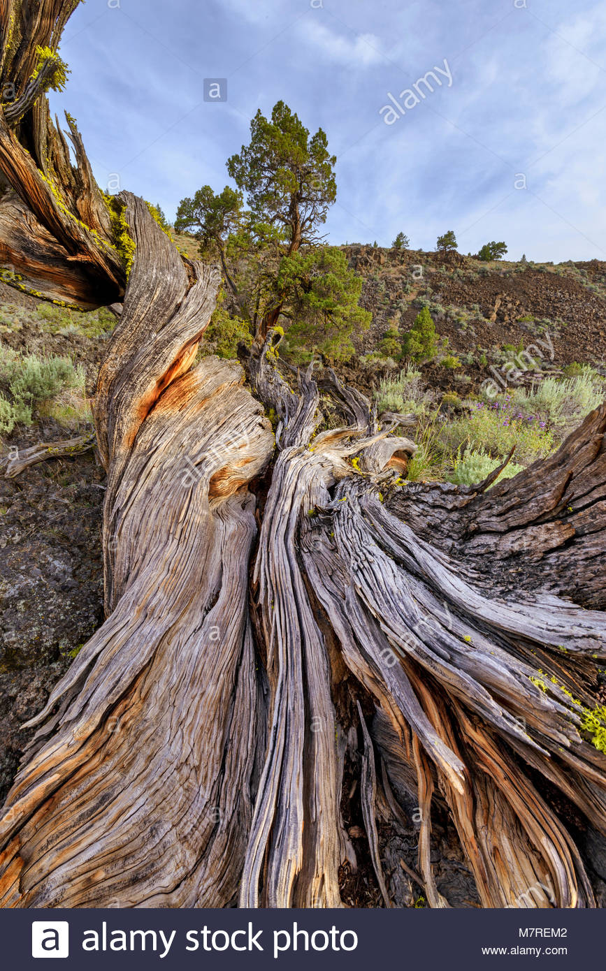 Western Juniper Stock Photos & Western Juniper Stock Images - Alamy