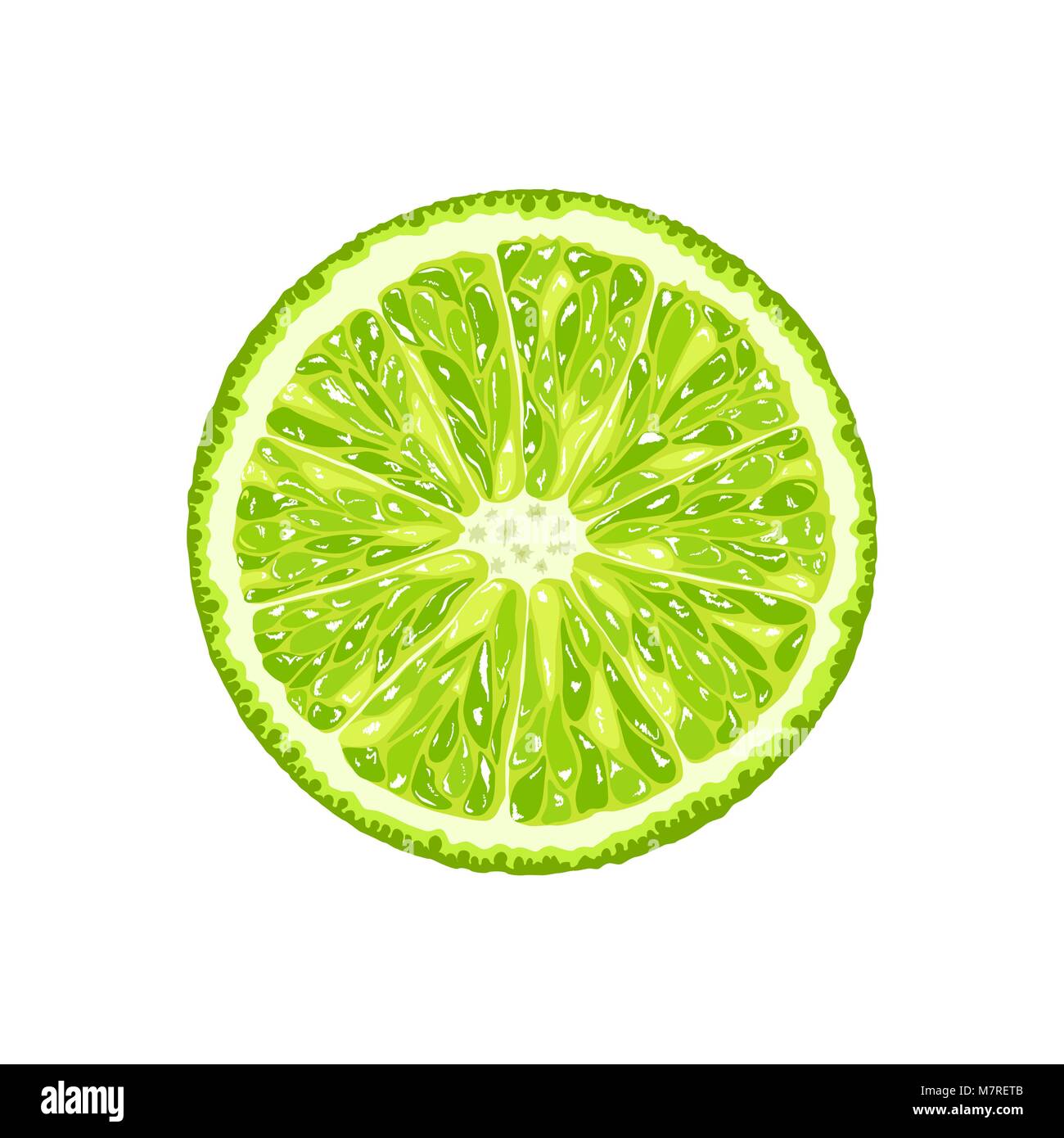 Vector illustration realistic lime Cut Out Stock Images & Pictures - Alamy