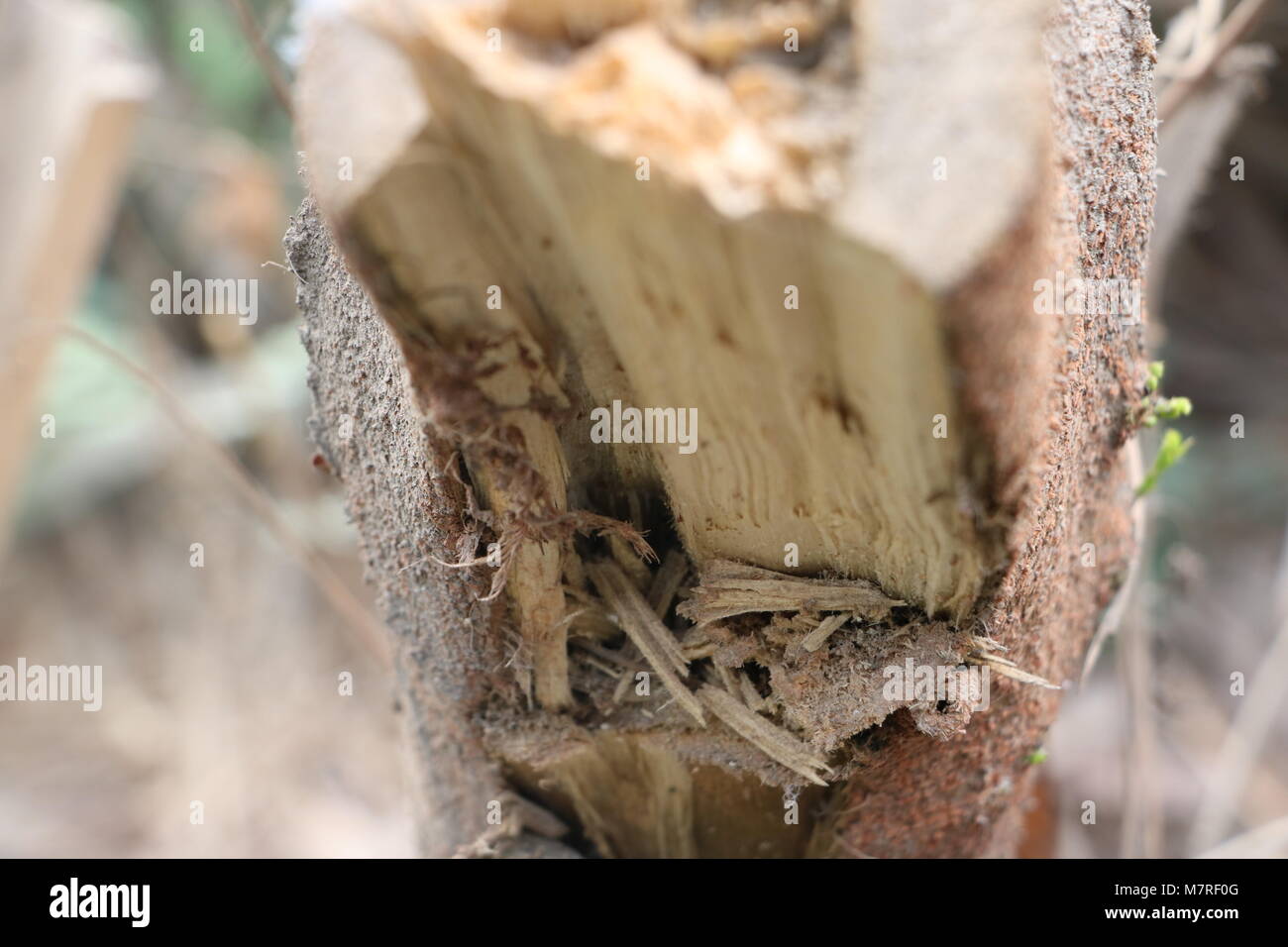 Dark tree corridor hi-res stock photography and images - Alamy