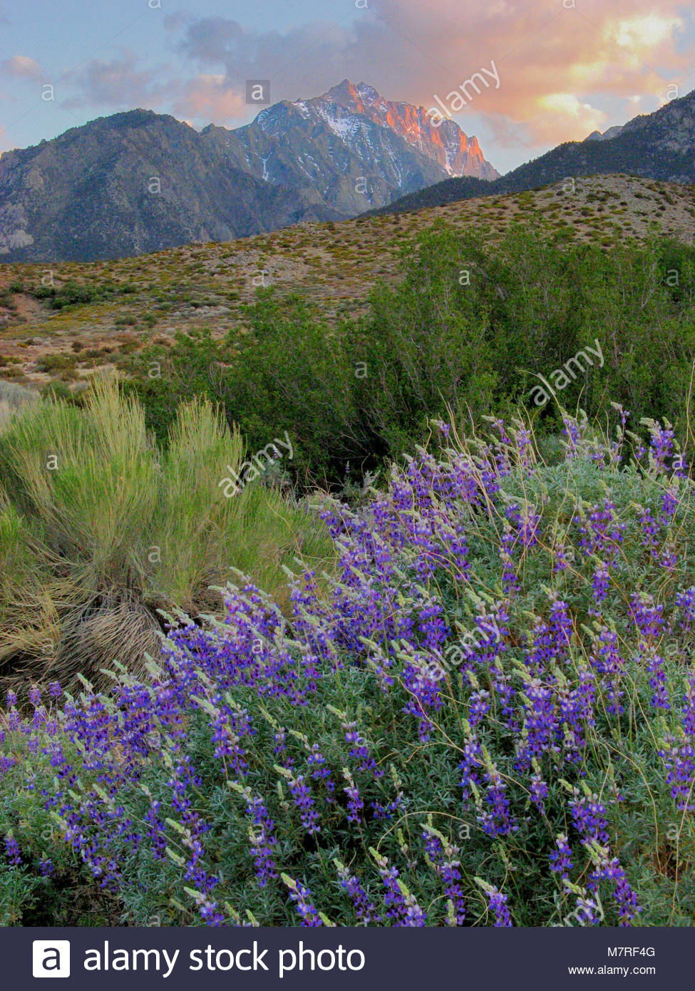 Williamson Valley High Resolution Stock Photography and Images - Alamy