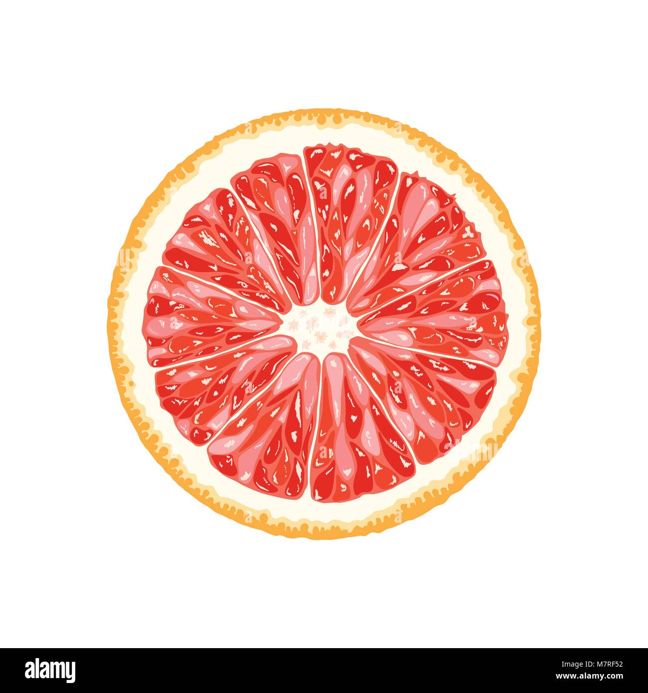 Vector grapefruit, pomelo slice. Illustration of citrus Stock Vector Image & Art - Alamy