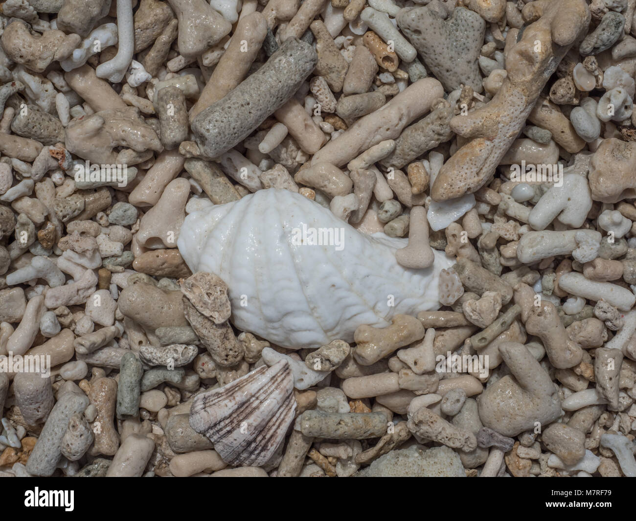 Background, texture. White shell on the beach cover by shells and ...