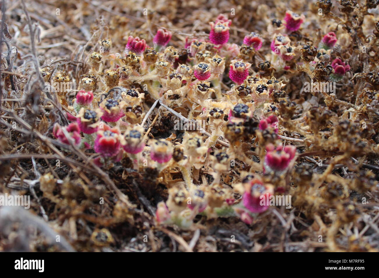 Makro flora hi-res stock photography and images - Alamy