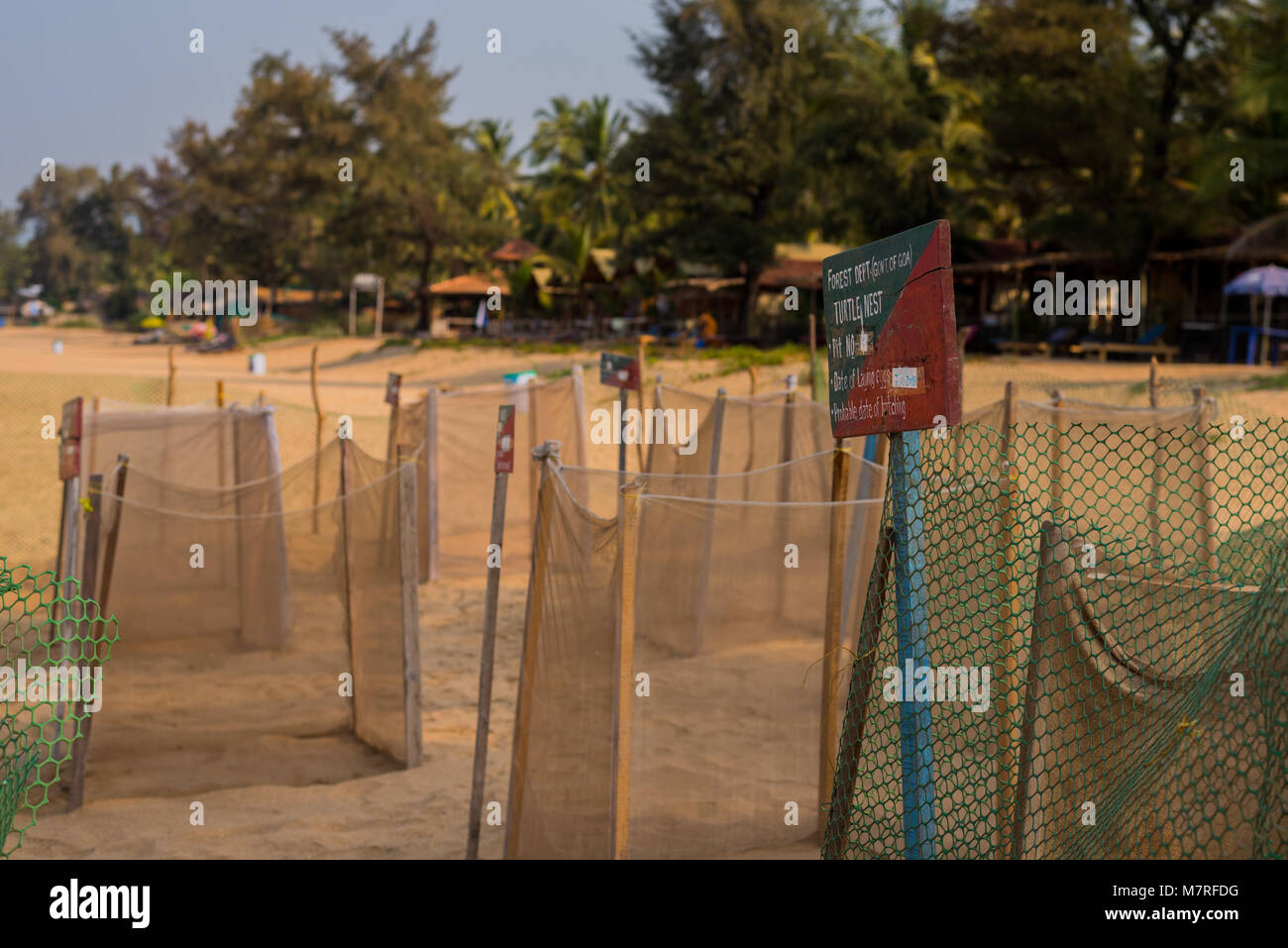 Olive turtle goa hi-res stock photography and images - Alamy