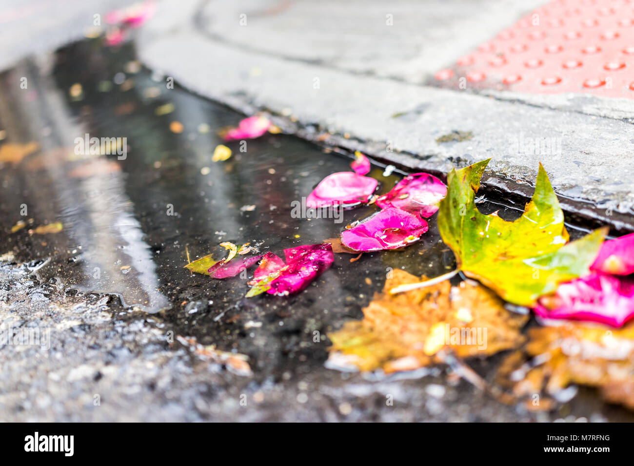 Vibrant pink red rose flowers, petals, heartbreak leaves in pool gutter ...