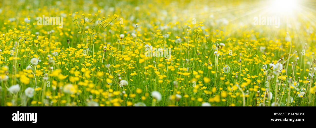 panoramic view to meadow with many spring flowers and sunbeams Stock ...
