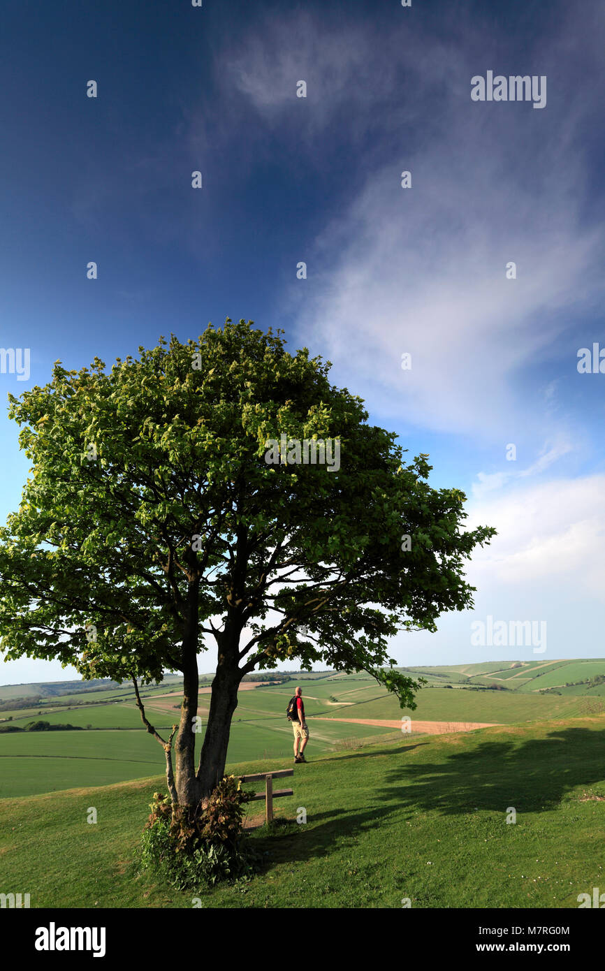 Walker at Cissbury Ring, near Findon village, South Downs National Park ...