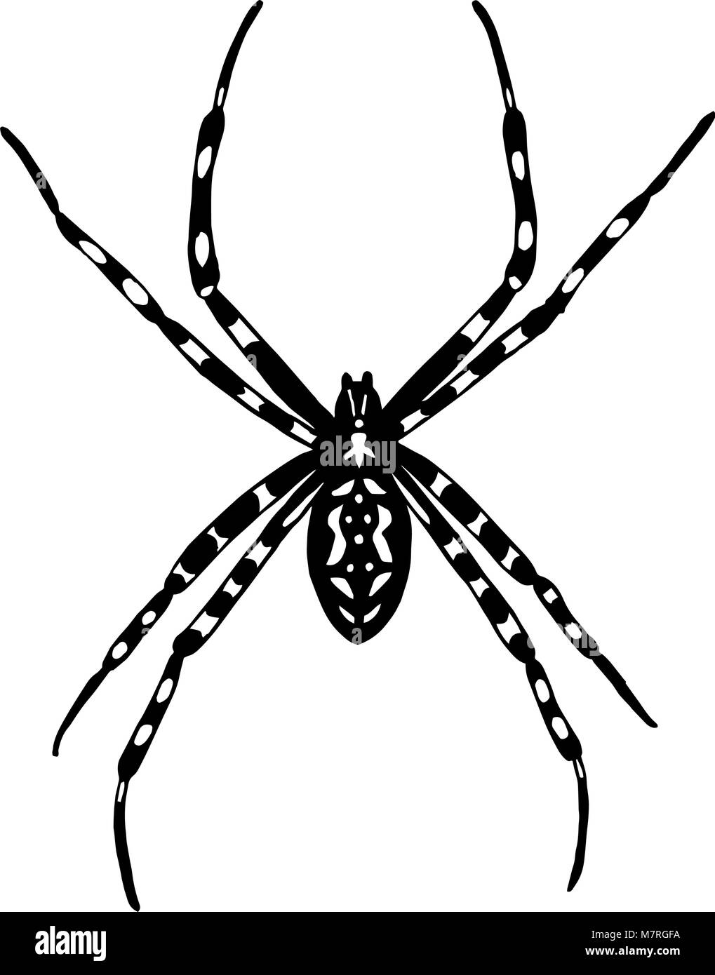 Argiope bruennichi illustration hi-res stock photography and images - Alamy