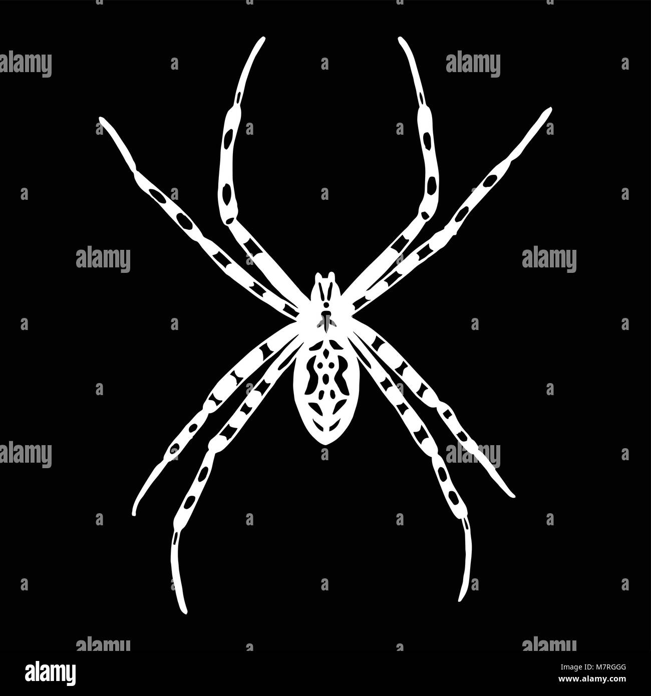 Argiope not aurantia Stock Vector Images - Alamy