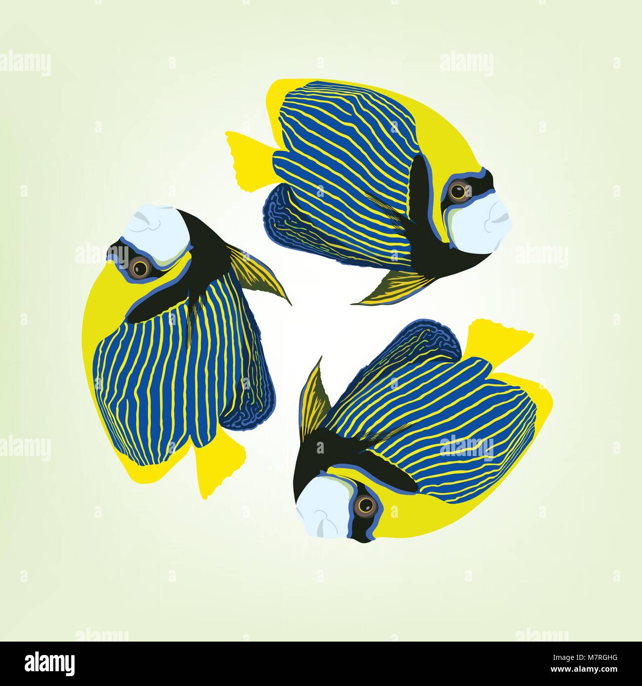 Emperor angelfishes pomacanthus imperator Stock Vector Images - Alamy