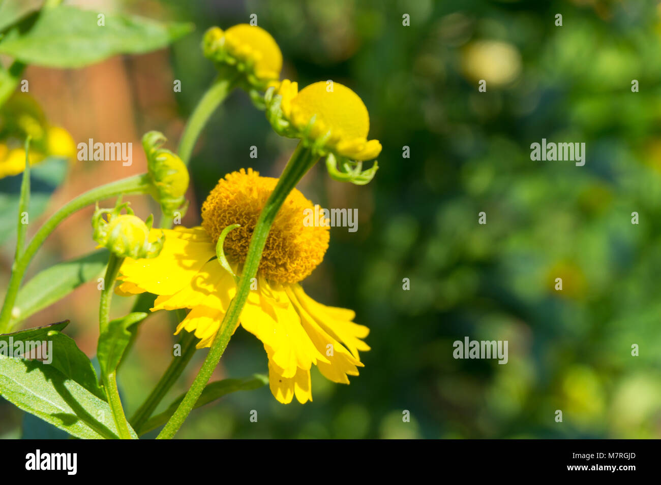 Three yellow Flowers Stock Photo - Alamy