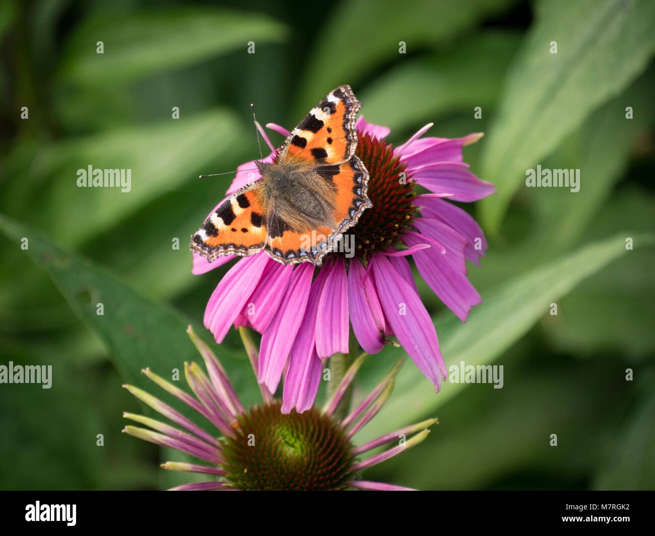 Monarch Butterfly on a Flower Stock Photo - Alamy