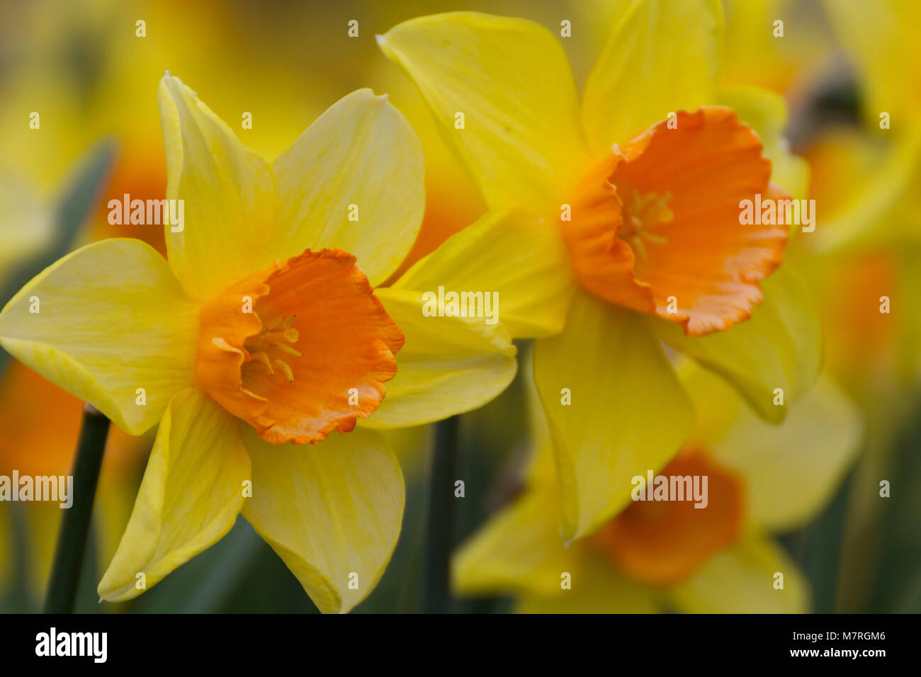 Wallpaper daffodil hi-res stock photography and images - Alamy